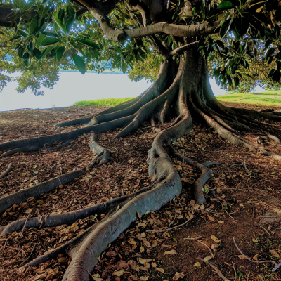 Raiz e tipos de raízes - Biologia