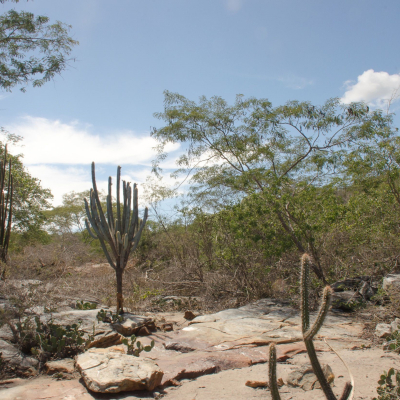Amazônia, cerrado e caatinga - Geografia