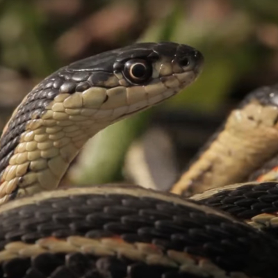 Pergunta pra Bubu: cobras | FRM - Fundação Roberto Marinho