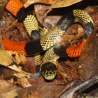 Por que algumas cobras são falsas? - Pergunta pra Bubu