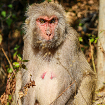 Por que alguns macacos têm o bumbum vermelho?